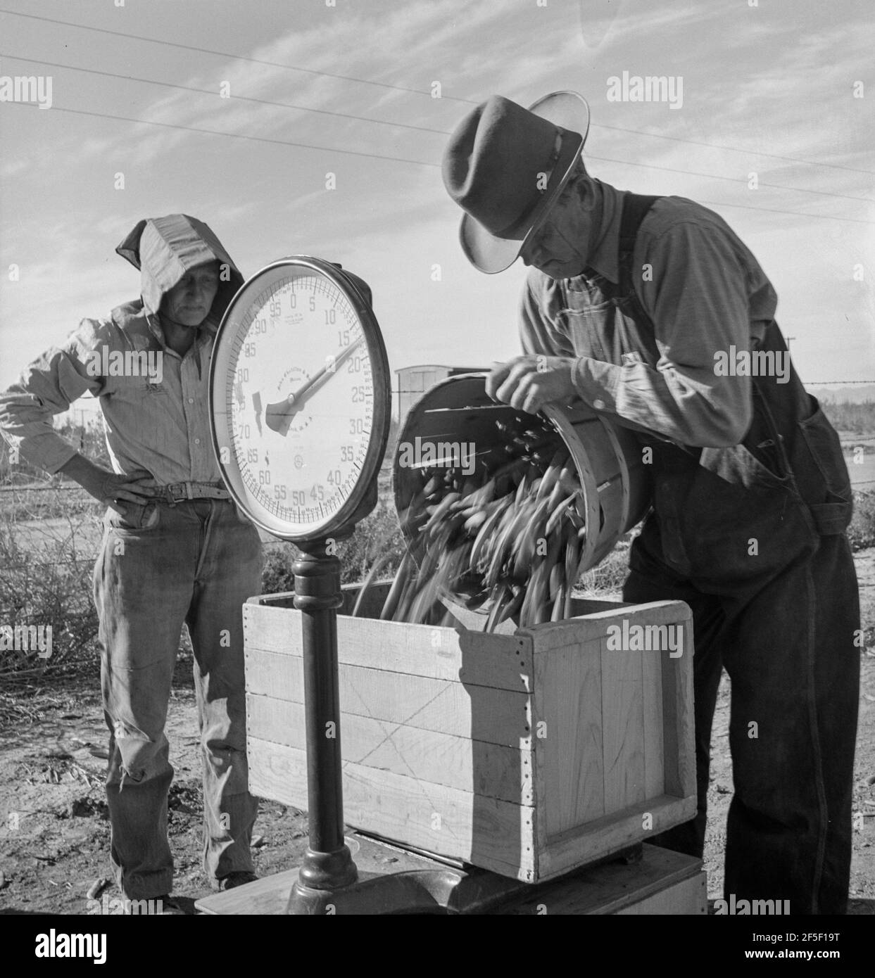 Open air food factory. Weighing in peas. California. 1939. Photograph ...