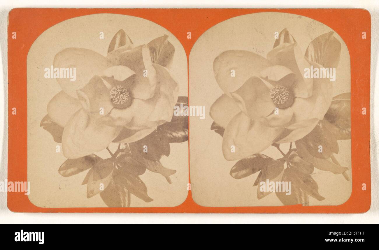 Magnolia. C.L. Payne (American, active Alabama 1880s Stock Photo - Alamy