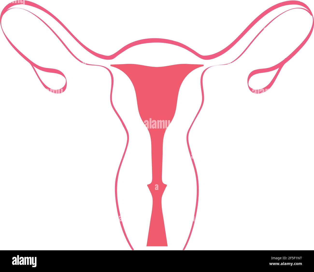 Uterine cervix Cut Out Stock Images & Pictures - Alamy