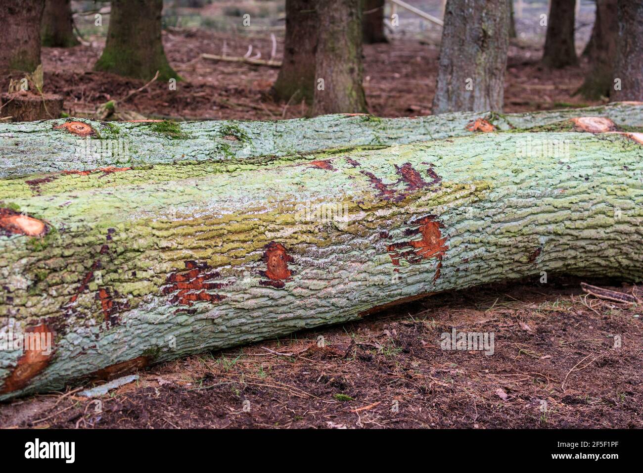 Common oak (Quercus robur) tree trunks, felled, bark covered in green ...