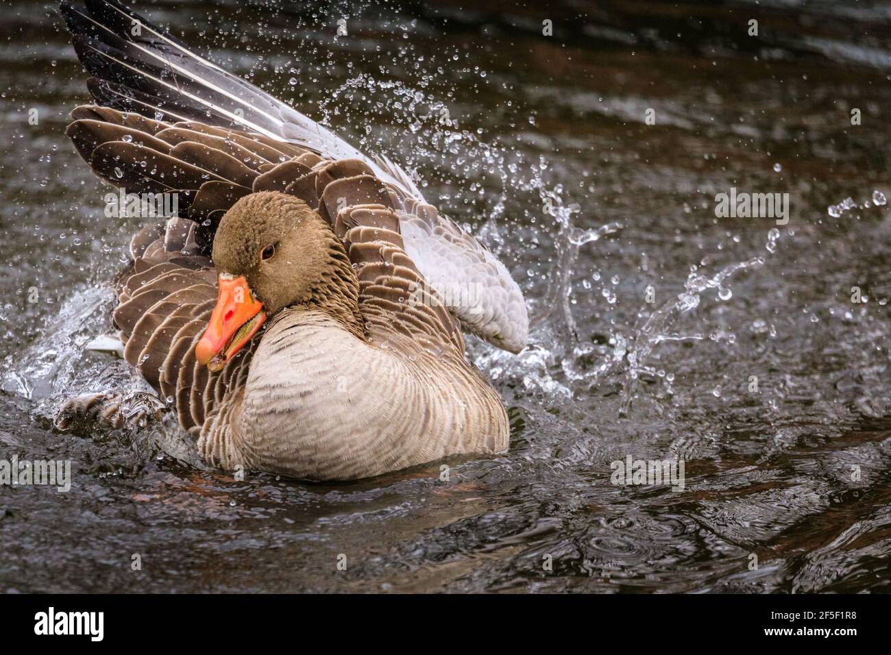 Water splashes up as a greylag goose (Anser anser) grooms its feathers ...