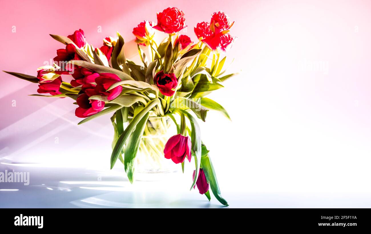Beautiful spring tulips flowers Stock Photo - Alamy