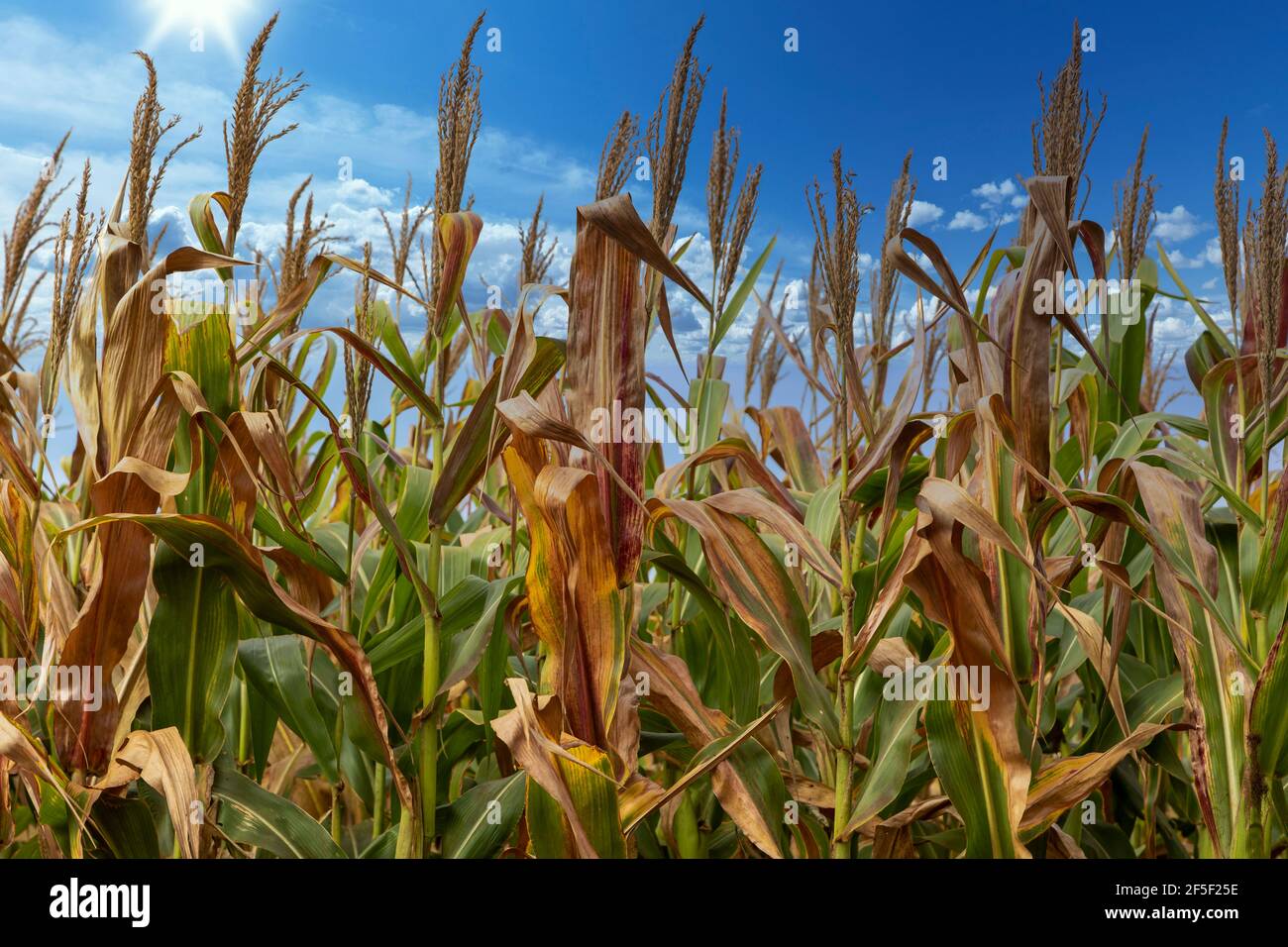 Corn plantation field, food for animals and humans Stock Photo - Alamy