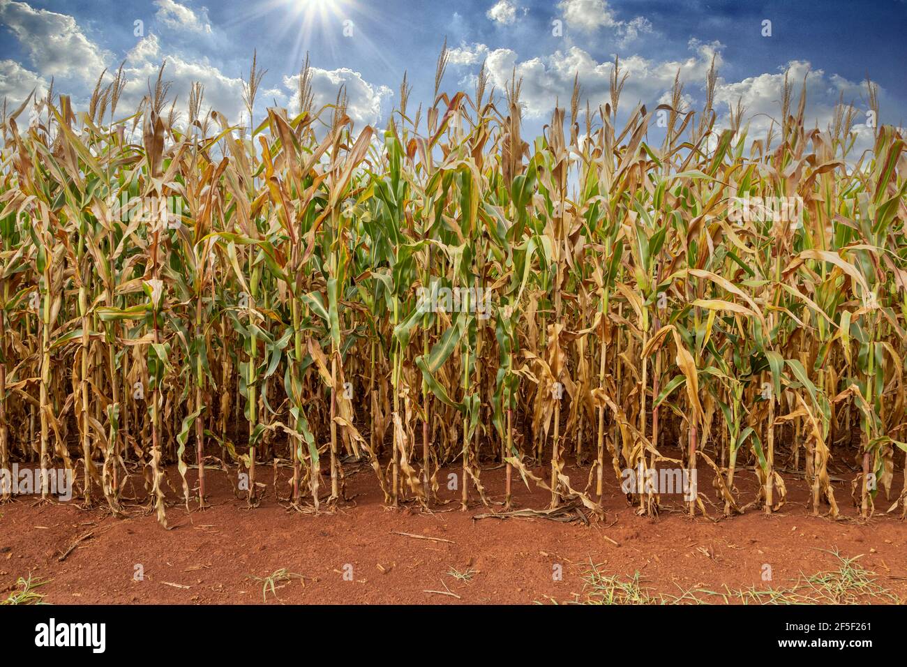 Corn plantation field, food for animals and humans Stock Photo - Alamy