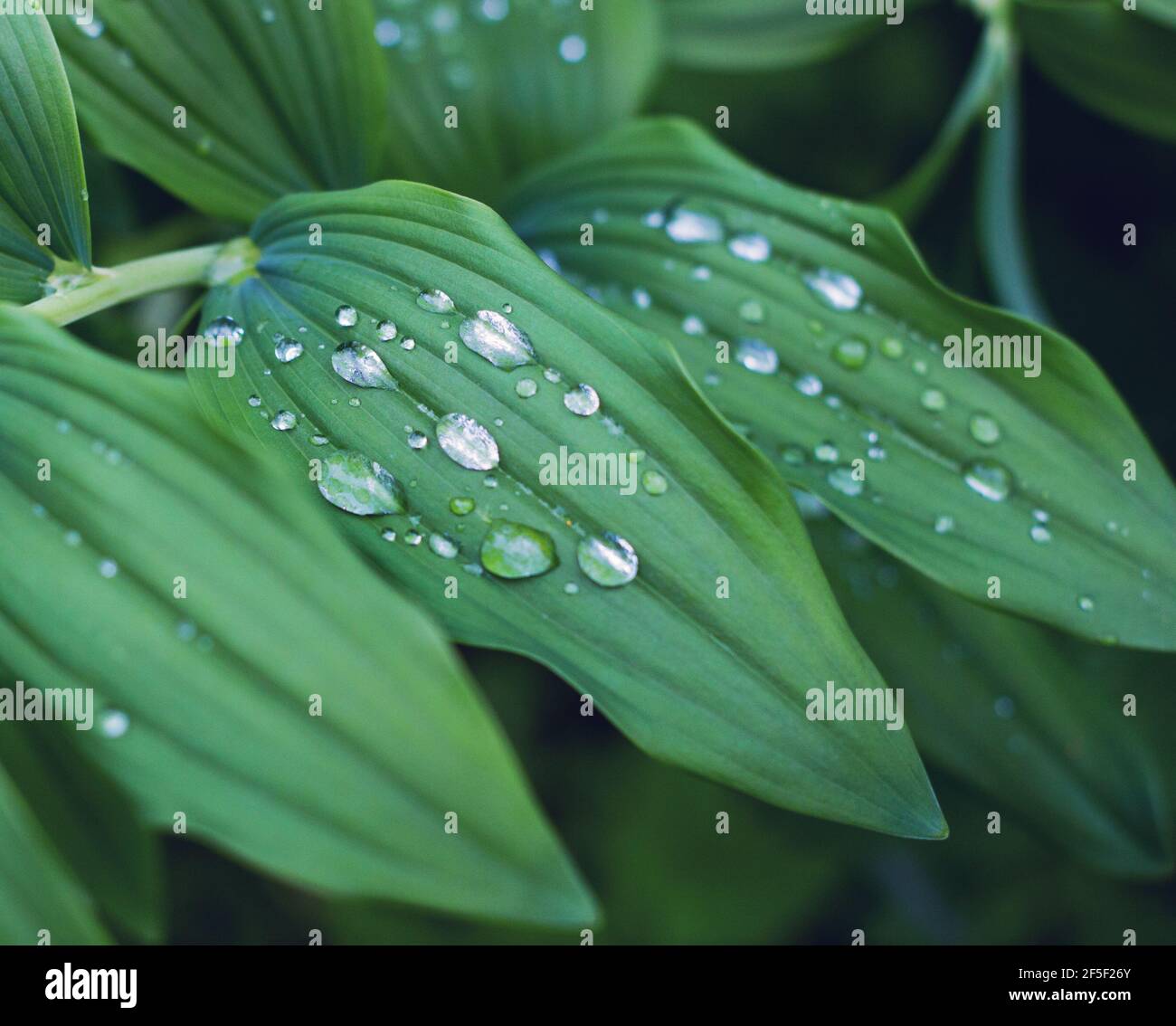 Leave after the rain hi-res stock photography and images - Alamy