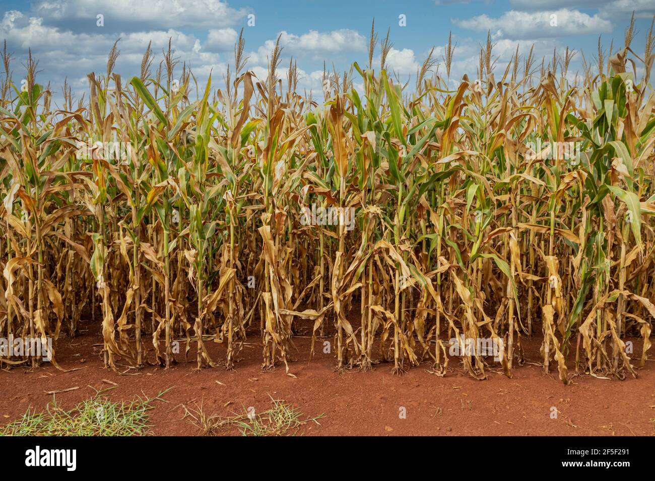 Corn plantation field, food for animals and humans Stock Photo - Alamy