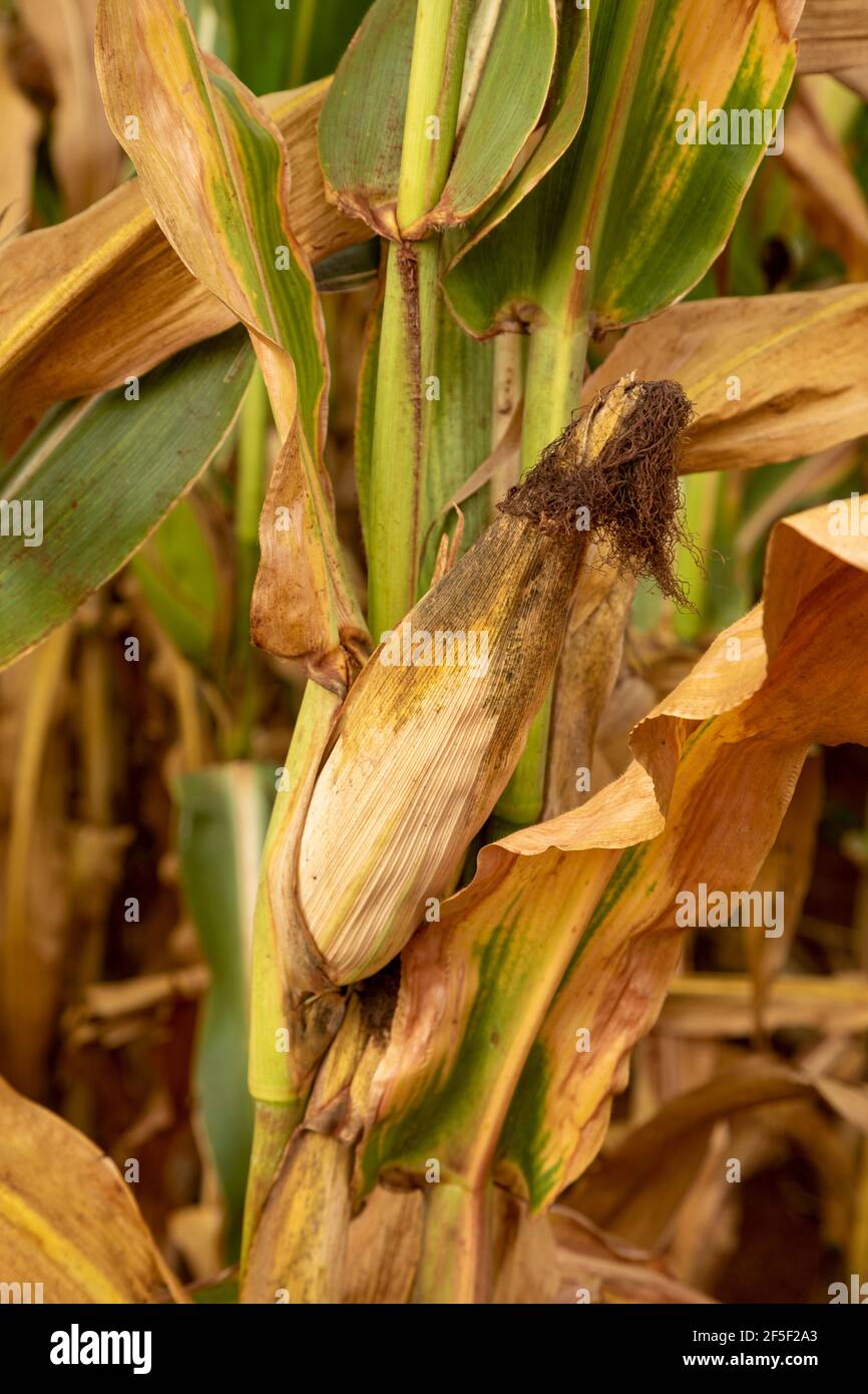 Corn plantation field, food for animals and humans Stock Photo - Alamy