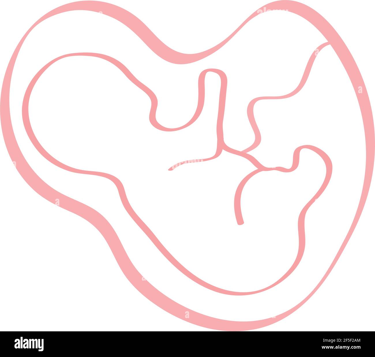 fetus in placenta Stock Vector Image & Art - Alamy