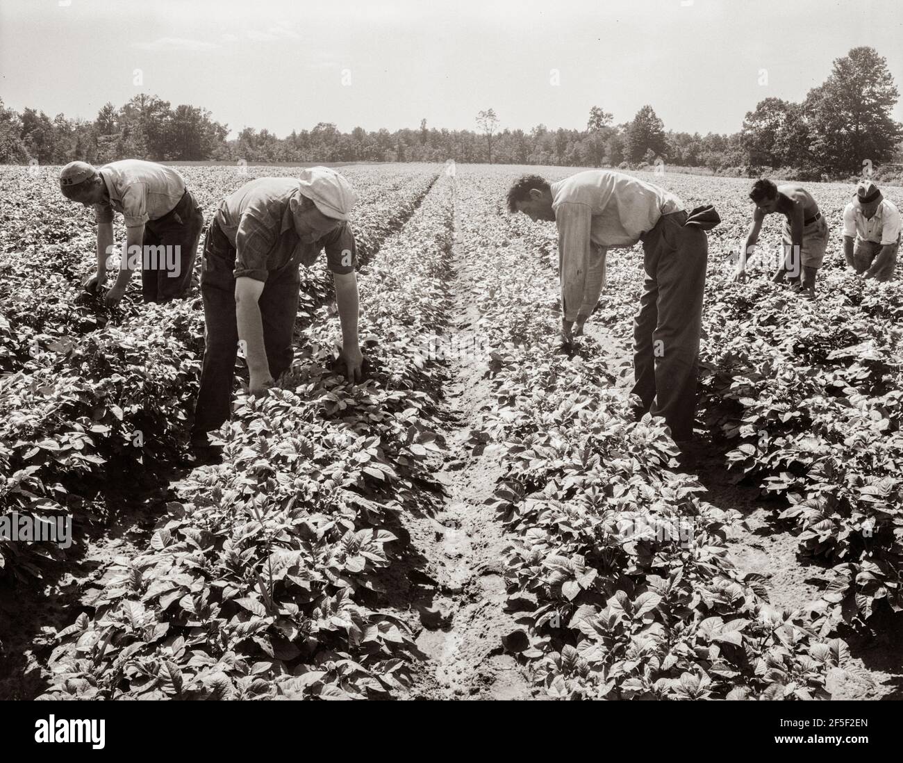 Jersey potato picker hi-res stock photography and images - Alamy