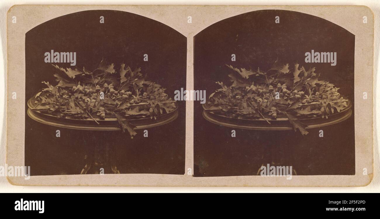 Still life of a branch with acorns and leaf. L.S. Morse (American ...