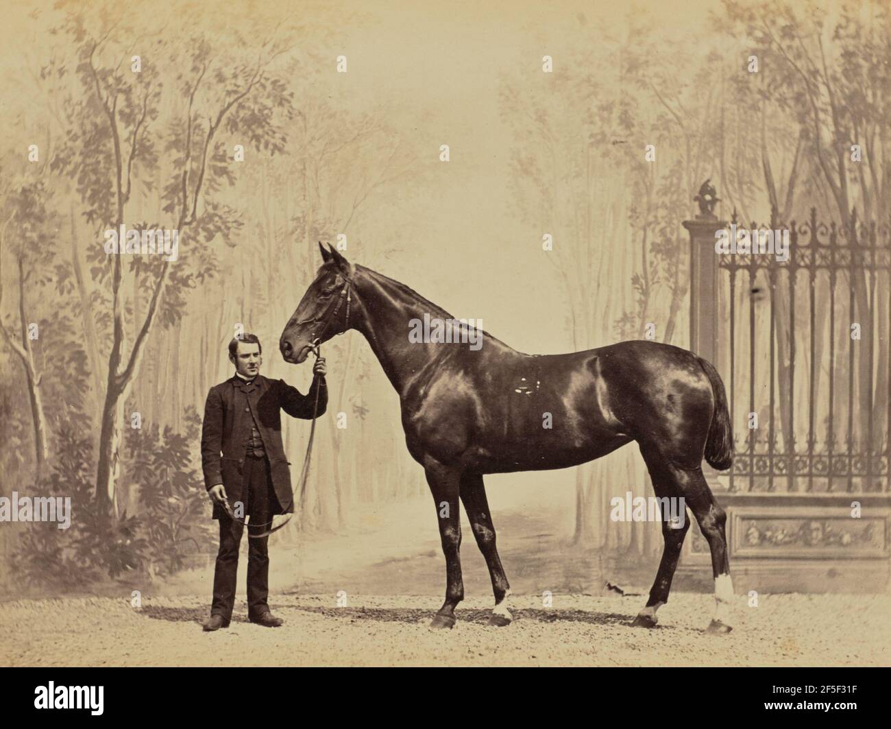 Equestrian fine art white horse hi-res stock photography and images - Alamy