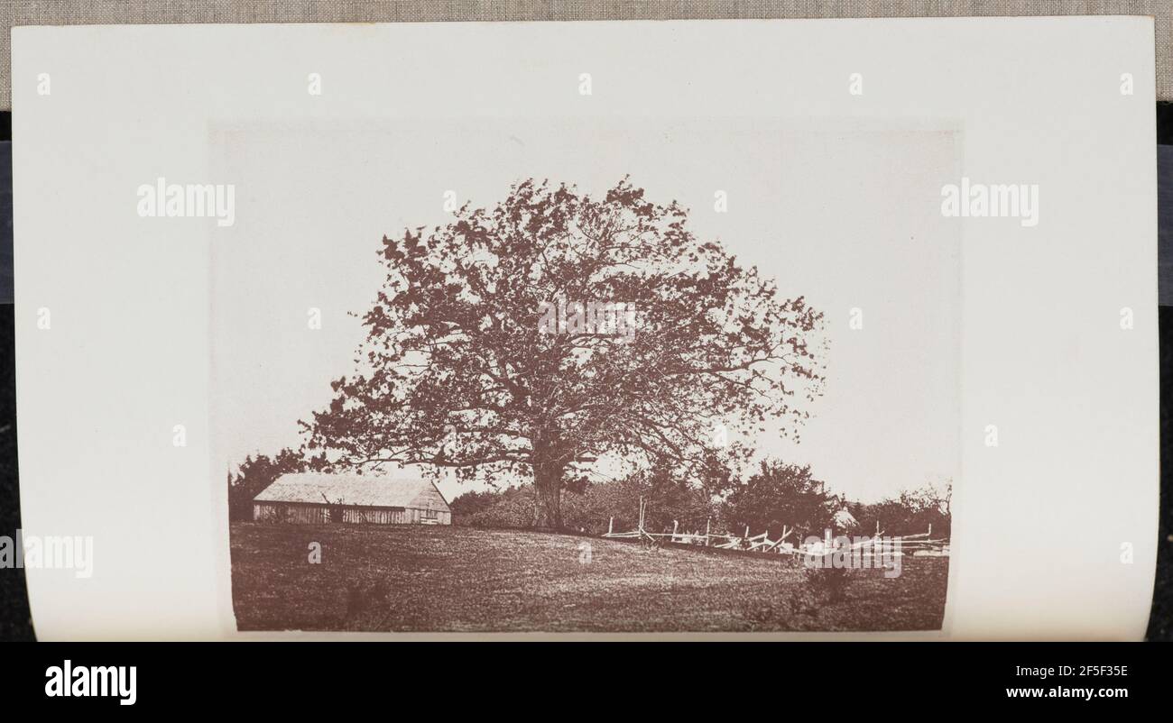 Old Oak on the Lynde Farm in Wyoming, Melrose. Wilson Flagg (American ...