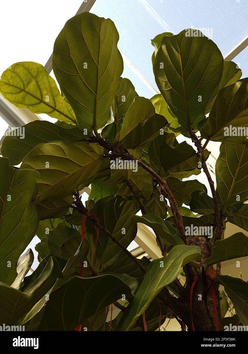 Large green leaves growing from Fiddle Fig tree or Ficus Lyrata bottom ...