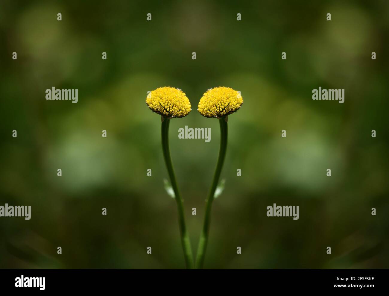 Daisy buds on a symmetrical abstract composition Stock Photo - Alamy