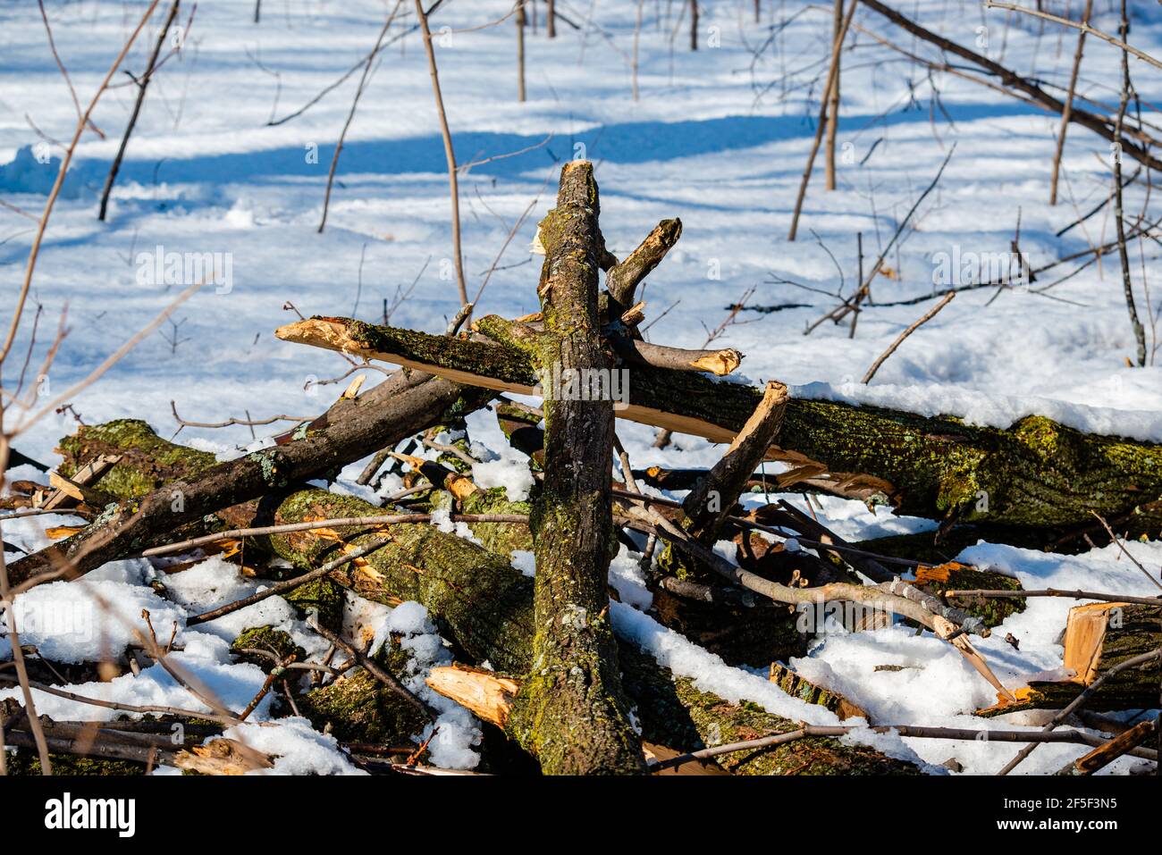 Ash trees have become Montreal’s 15-million-dollar-problem, emerald ash ... Ash trees have become Montreal’s 15-million-dollar-problem, emerald ash ...