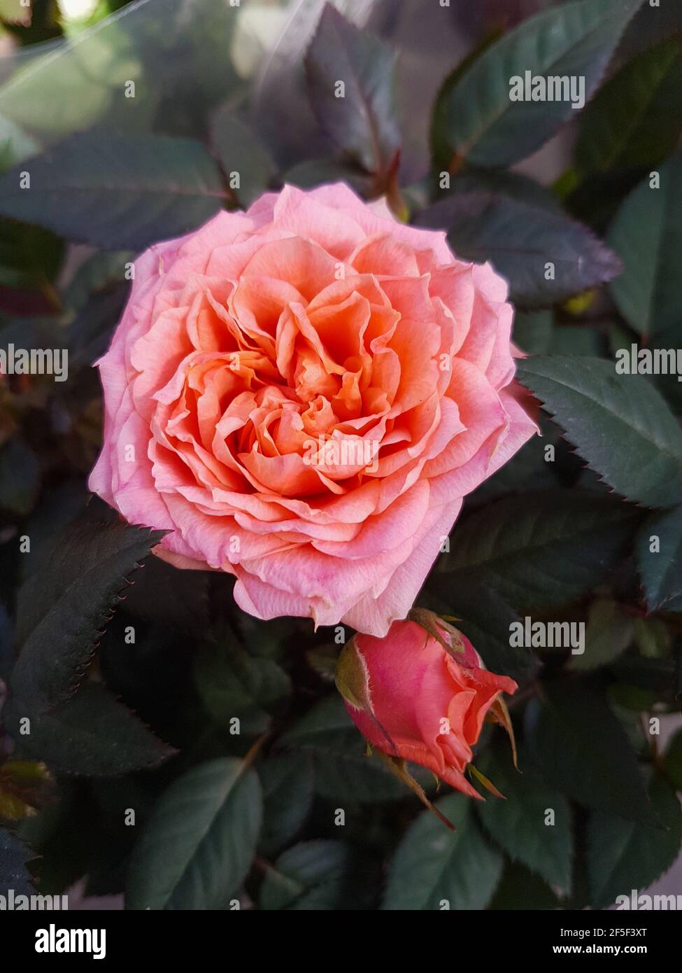 A beautiful rose flowers outdoors Roses in the garden Nature background ...