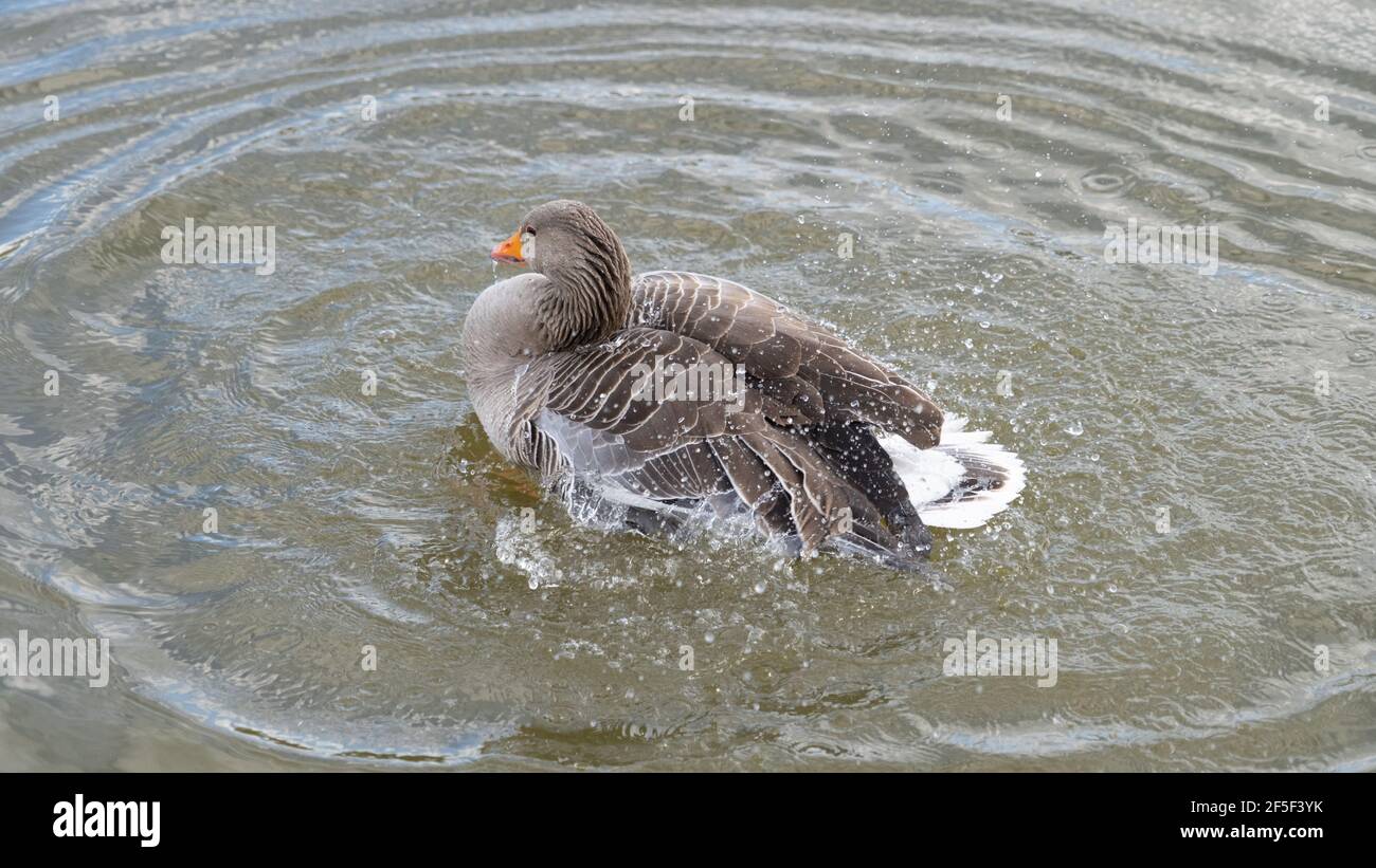 GreyLag Goose single portrait close up view washing and preening in ...