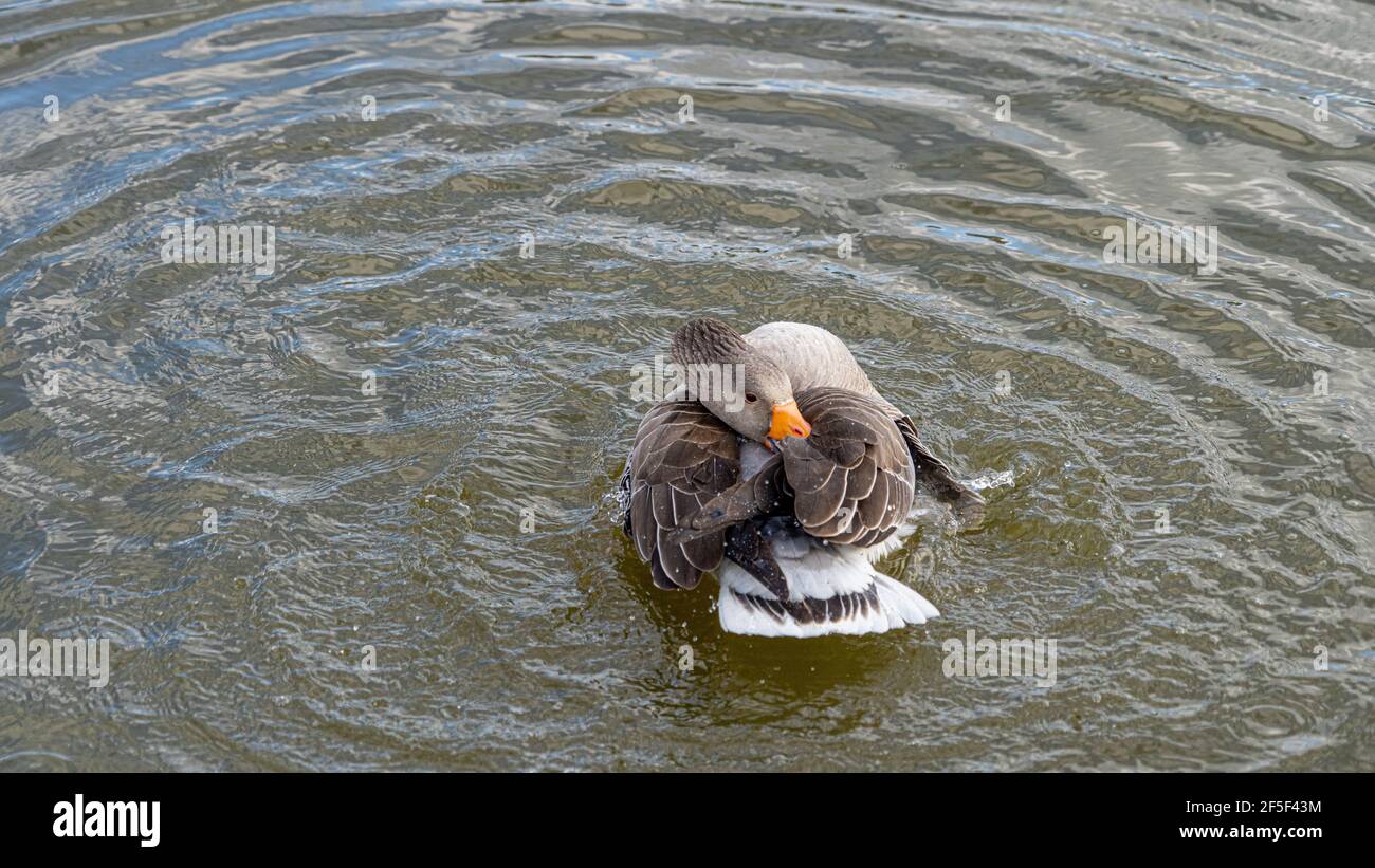 GreyLag Goose single portrait close up view washing and preening in ...