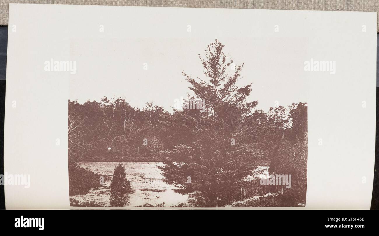 A Pond surrounded by Pine Woods in Waltham. Wilson Flagg (American ...