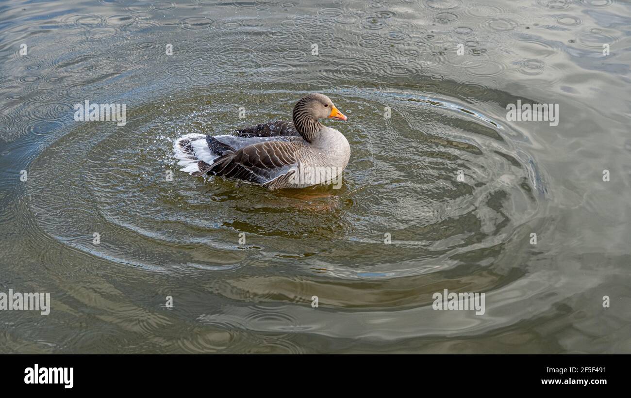 GreyLag Goose single portrait close up view washing and preening in ...