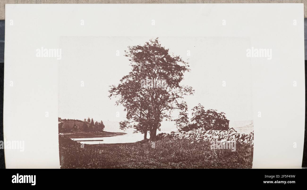 Locust-trees on the Banks of Bass River in Beverly. Wilson Flagg ...
