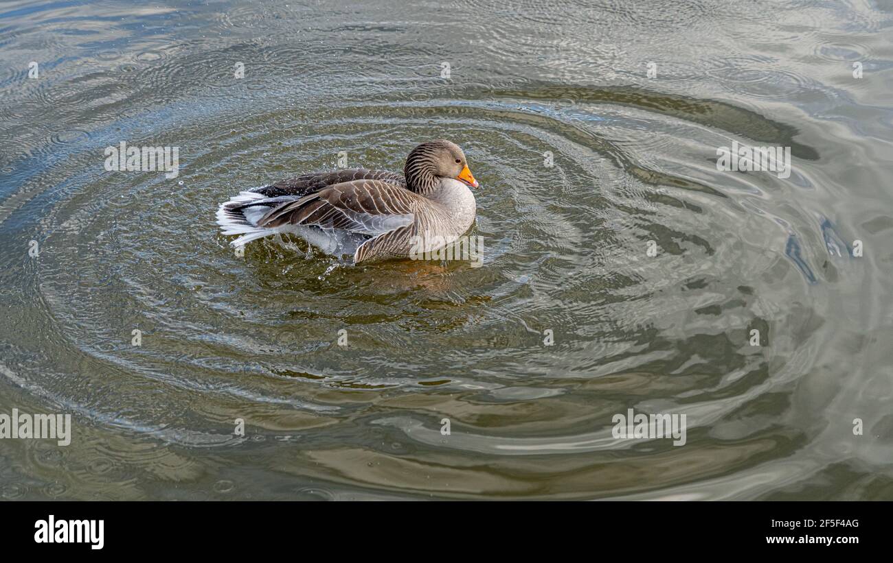GreyLag Goose single portrait close up view washing and preening in ...