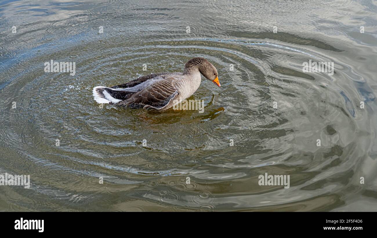 GreyLag Goose single portrait close up view washing and preening in ...