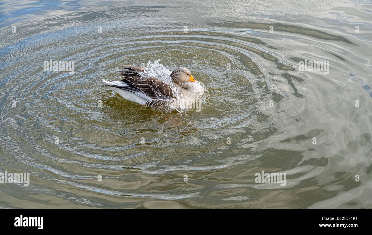 GreyLag Goose single portrait close up view washing and preening in ...