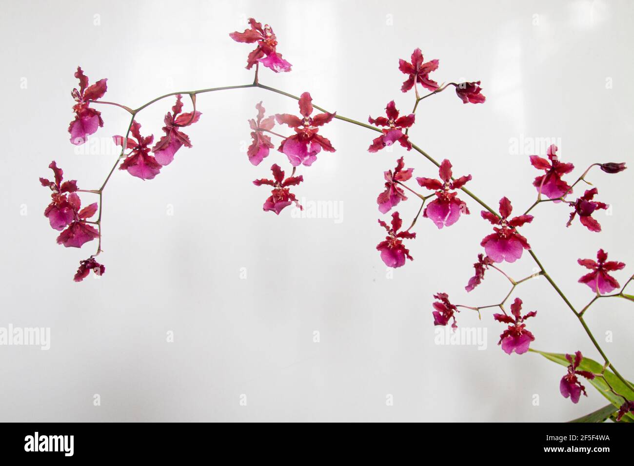 Sprig of beautiful dainty pink oncidium orchid flowers Stock Photo - Alamy