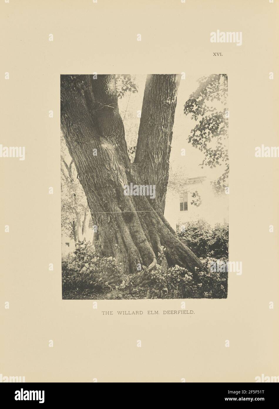 Henry willard hi-res stock photography and images - Alamy