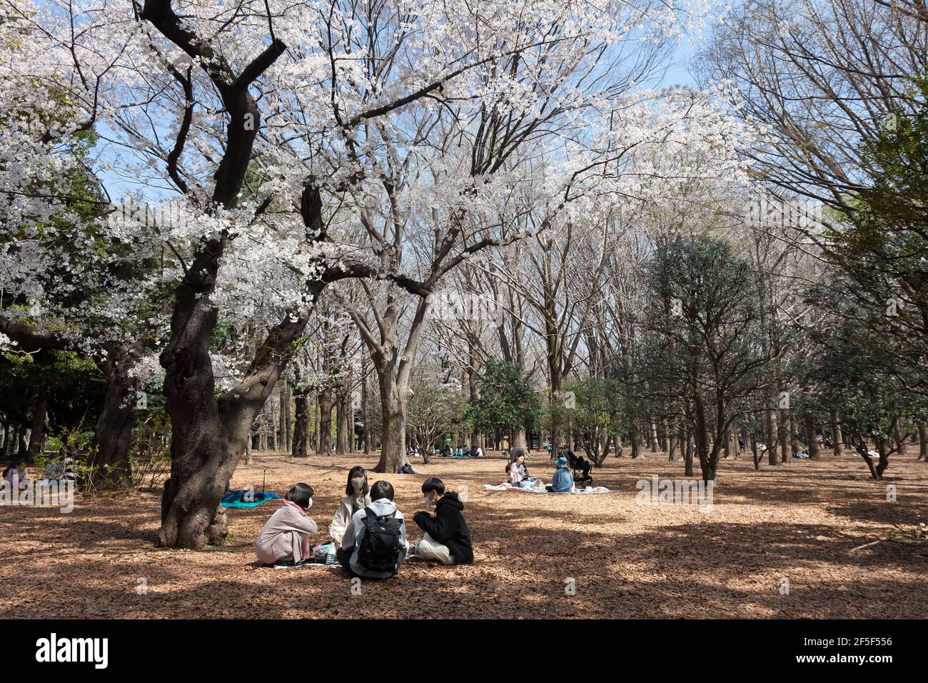 Tokyo, Japan. 26th Mar, 2021. People held a small picnic despite measures to avoid people from ...