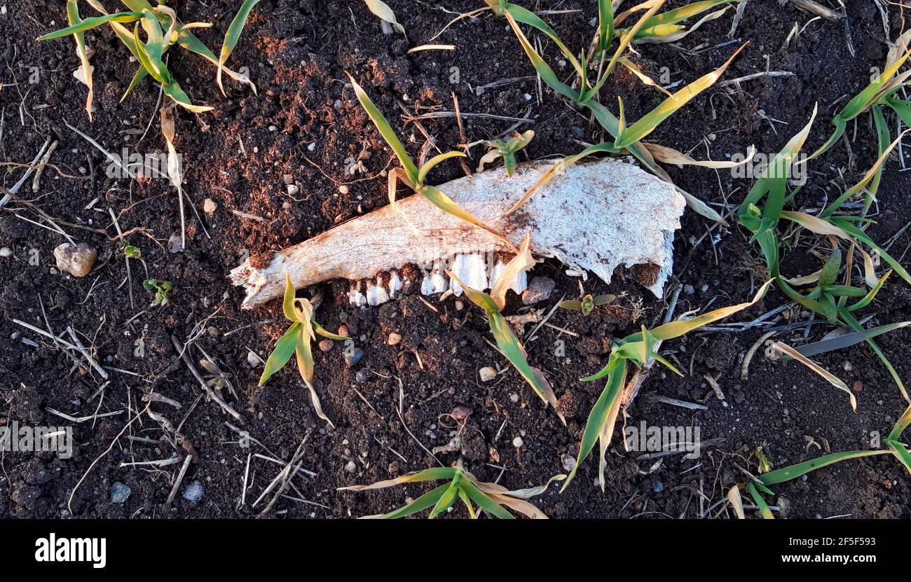 The remains of an animal skull Stock Photo - Alamy