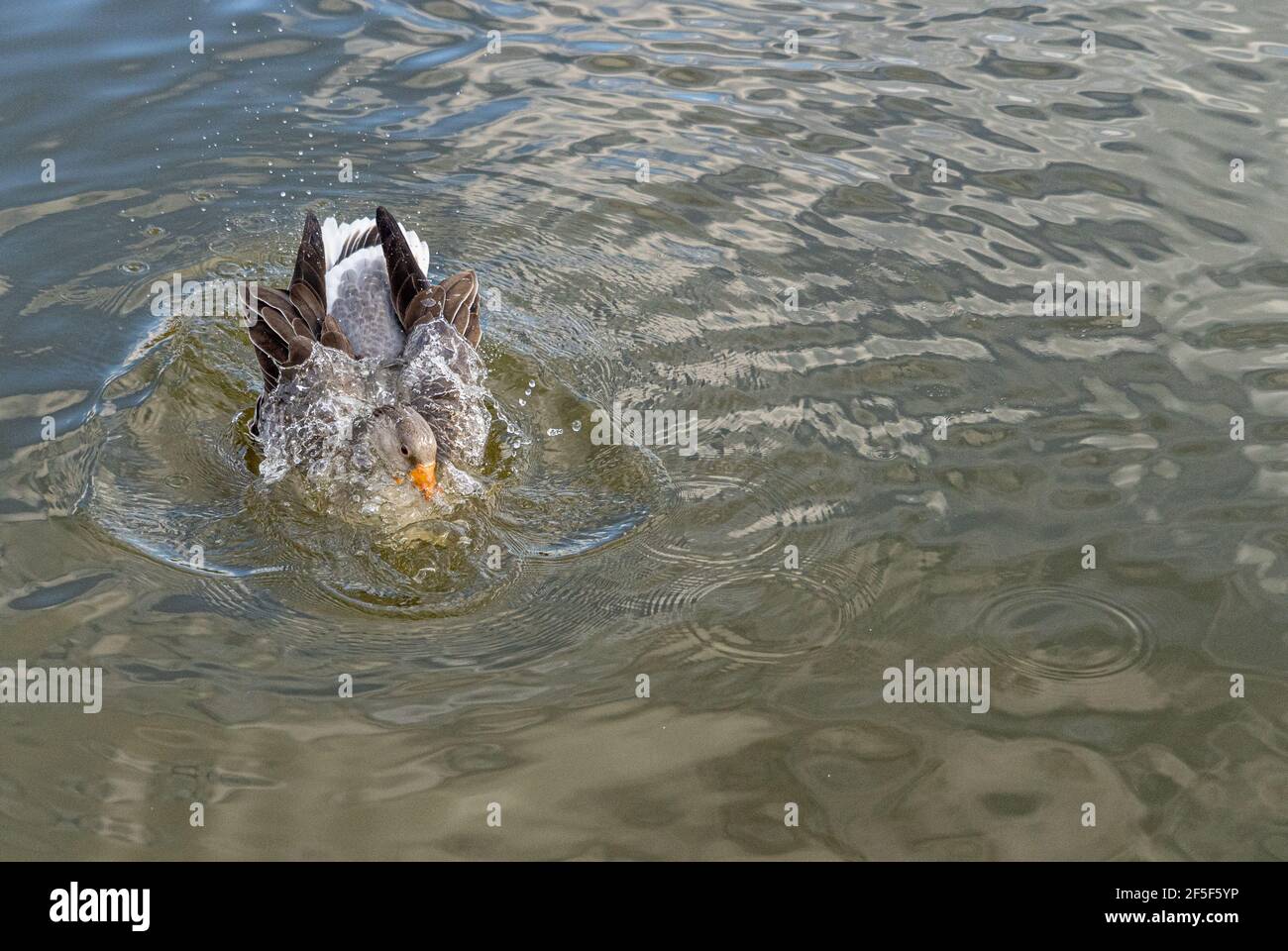 GreyLag Goose single portrait close up view washing and preening in ...