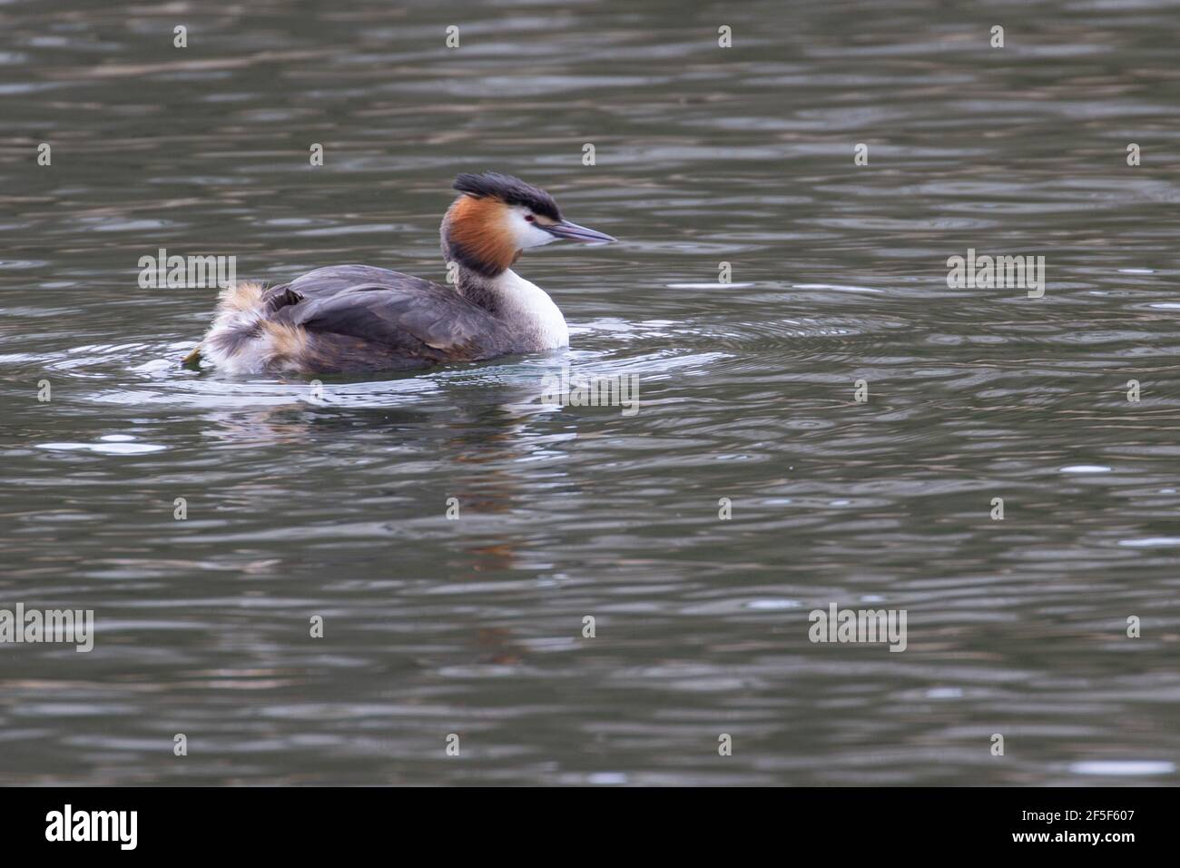 Great Crested Grebe on lake Stock Photo - Alamy