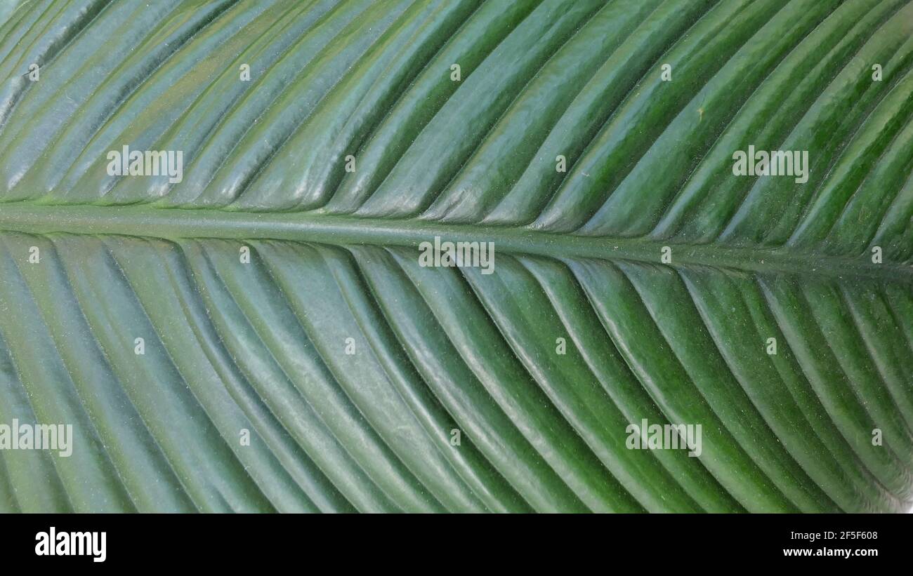 Green leaf texture Close up Nature background Stock Photo - Alamy
