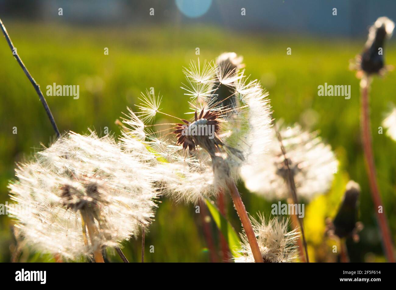 spring snow white Stock Photo - Alamy