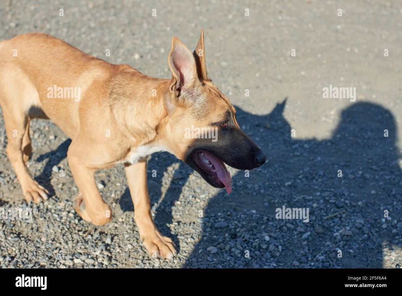 Selective focus of a dog with its shadow on the ground Stock Photo - Alamy