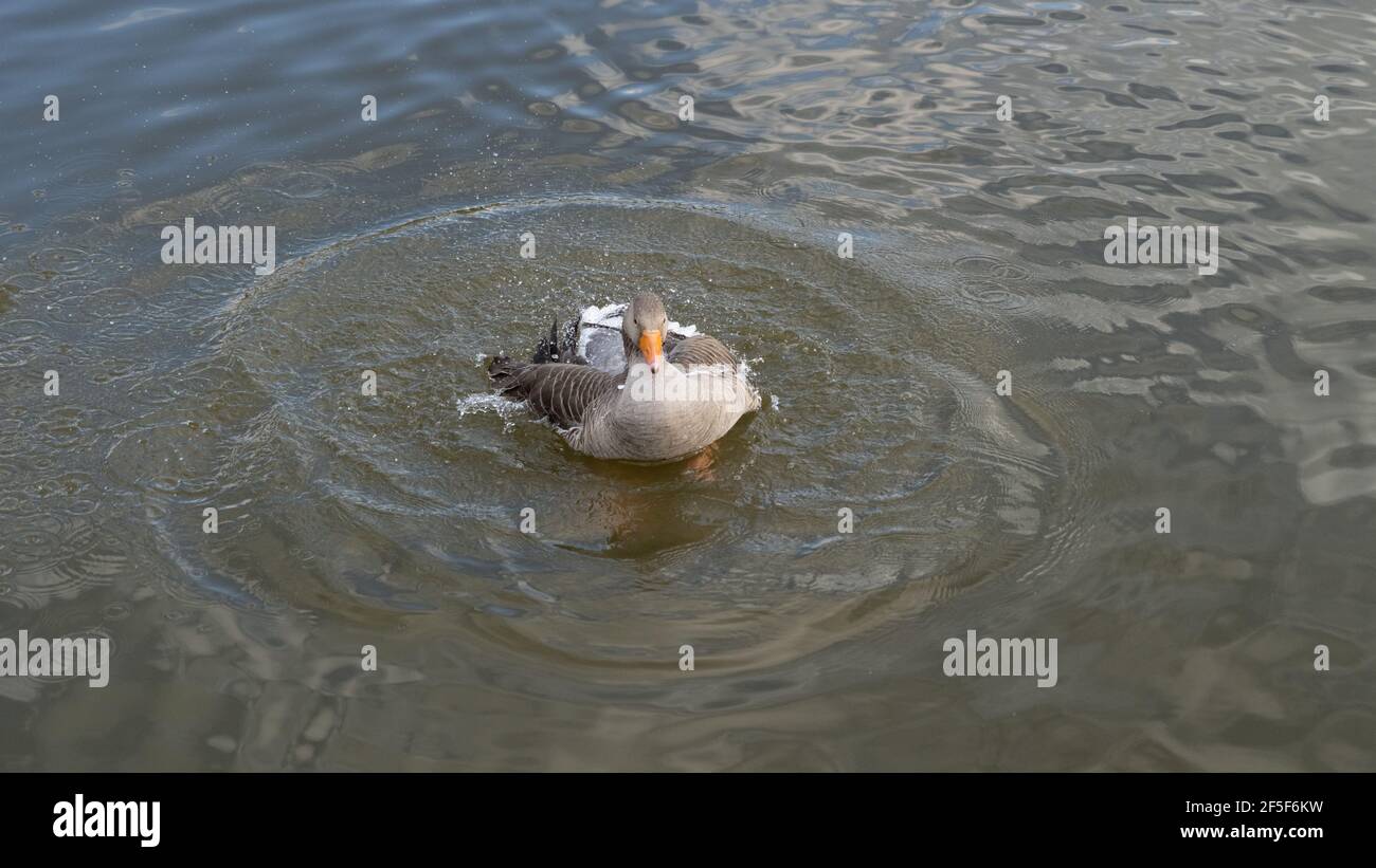 GreyLag Goose single portrait close up view washing and preening in ...