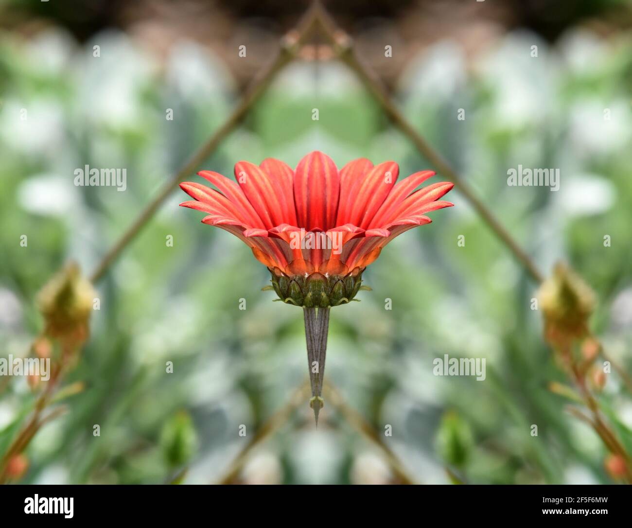Gerbera daisy with coral petals on a natural green background Stock ...