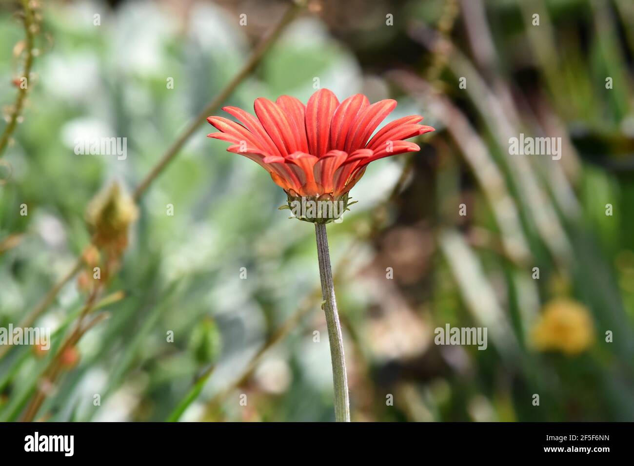 Gerbera daisy with coral petals on a natural green background Stock ...