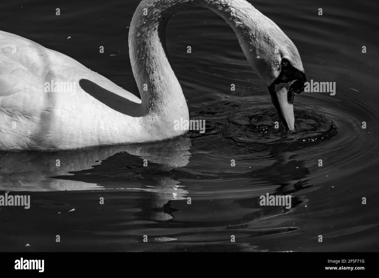 Grayscale shot of a swan watching its reflection in the water Stock ...