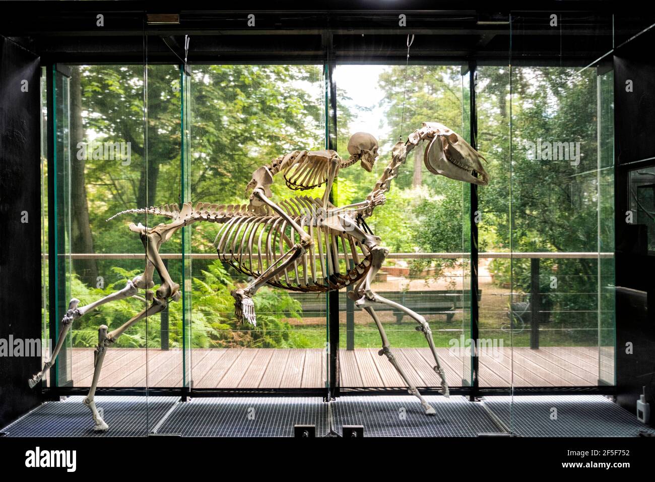Skeleton horse rider hi-res stock photography and images - Alamy