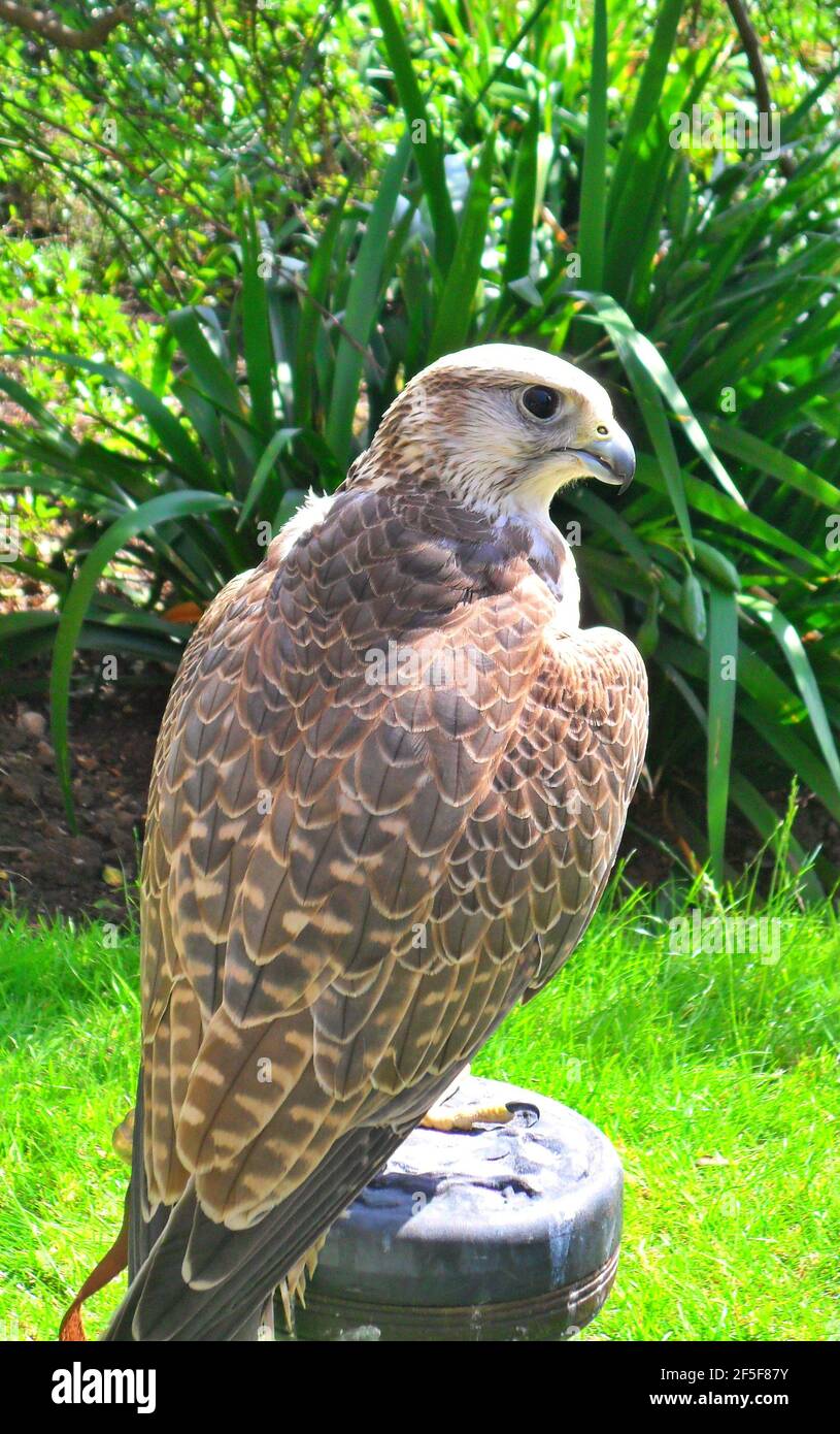 Bird of prey in nature hi-res stock photography and images - Alamy