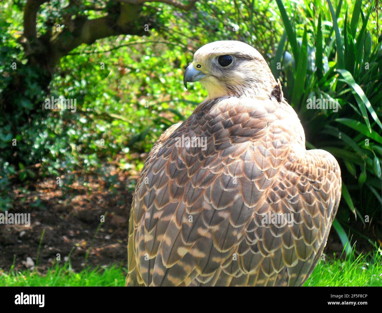 Bird of prey in nature hi-res stock photography and images - Alamy