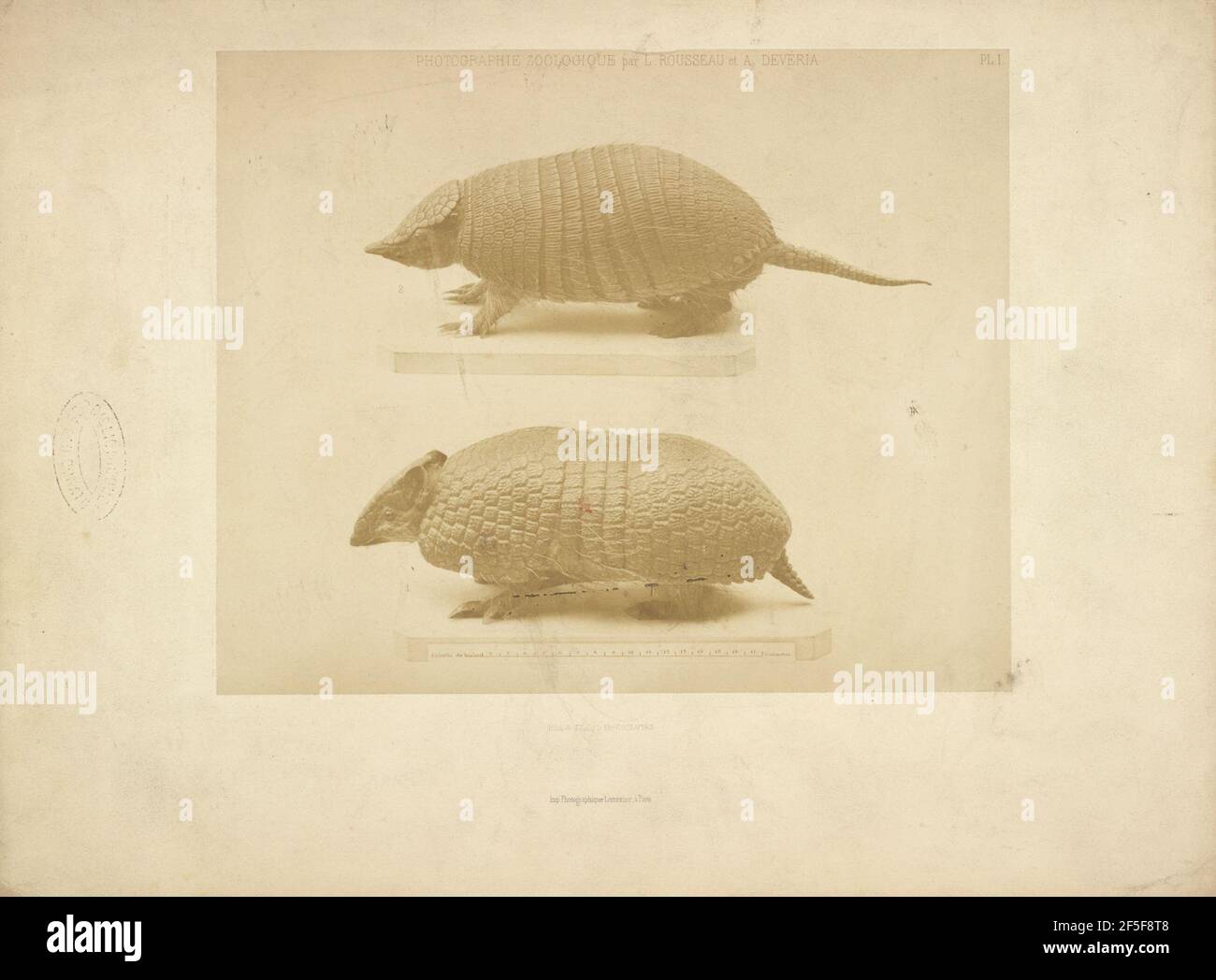 Armadillo burrow hi-res stock photography and images - Alamy