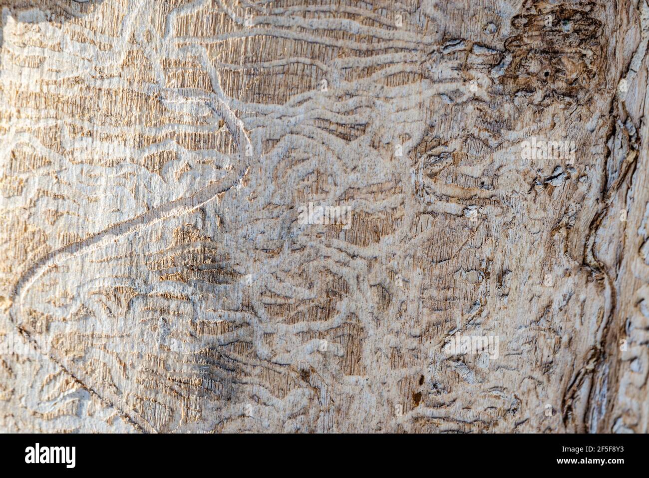 Ash trees have become Montreal’s 15-million-dollar-problem, emerald ash ...