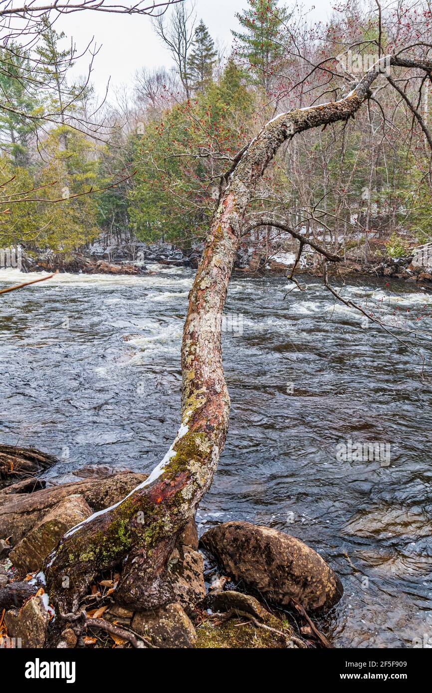 Oxtongue Rapids Conservation area Dwight Ontario Canada in winter Stock ...