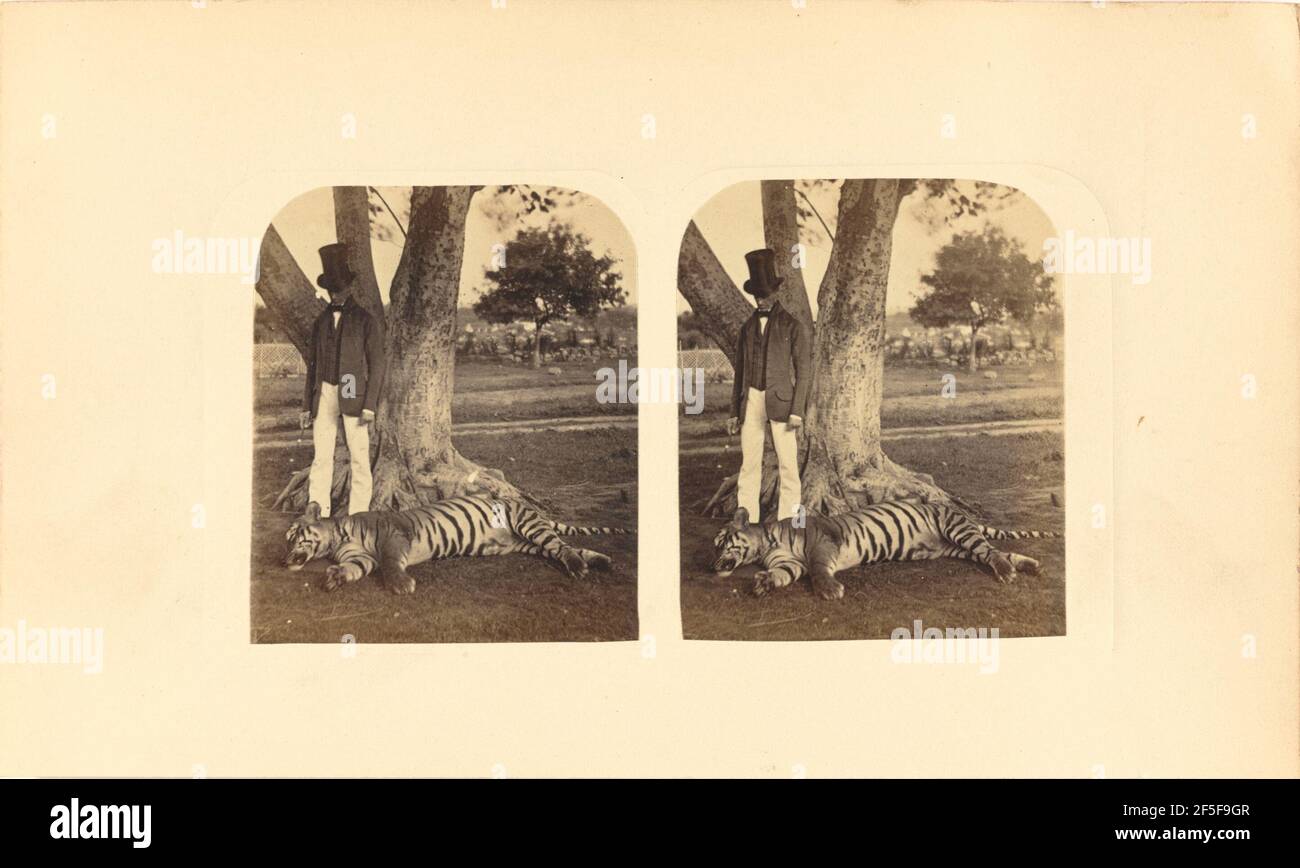 The Tiger in India. Captain Allan Scott (British, 1824 - 1870 Stock ...