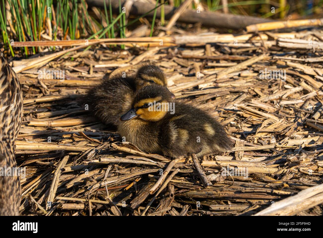 Close up Low level water view of Duckling Mallard Chicks Stock Photo ...
