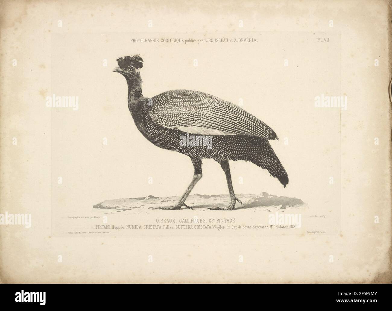Guinea fowl behavior hi-res stock photography and images - Alamy